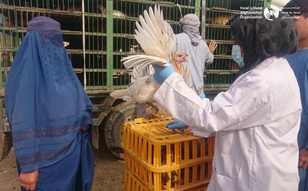 Distribution of Layer Chickens – Hand in Hand Afghanistan